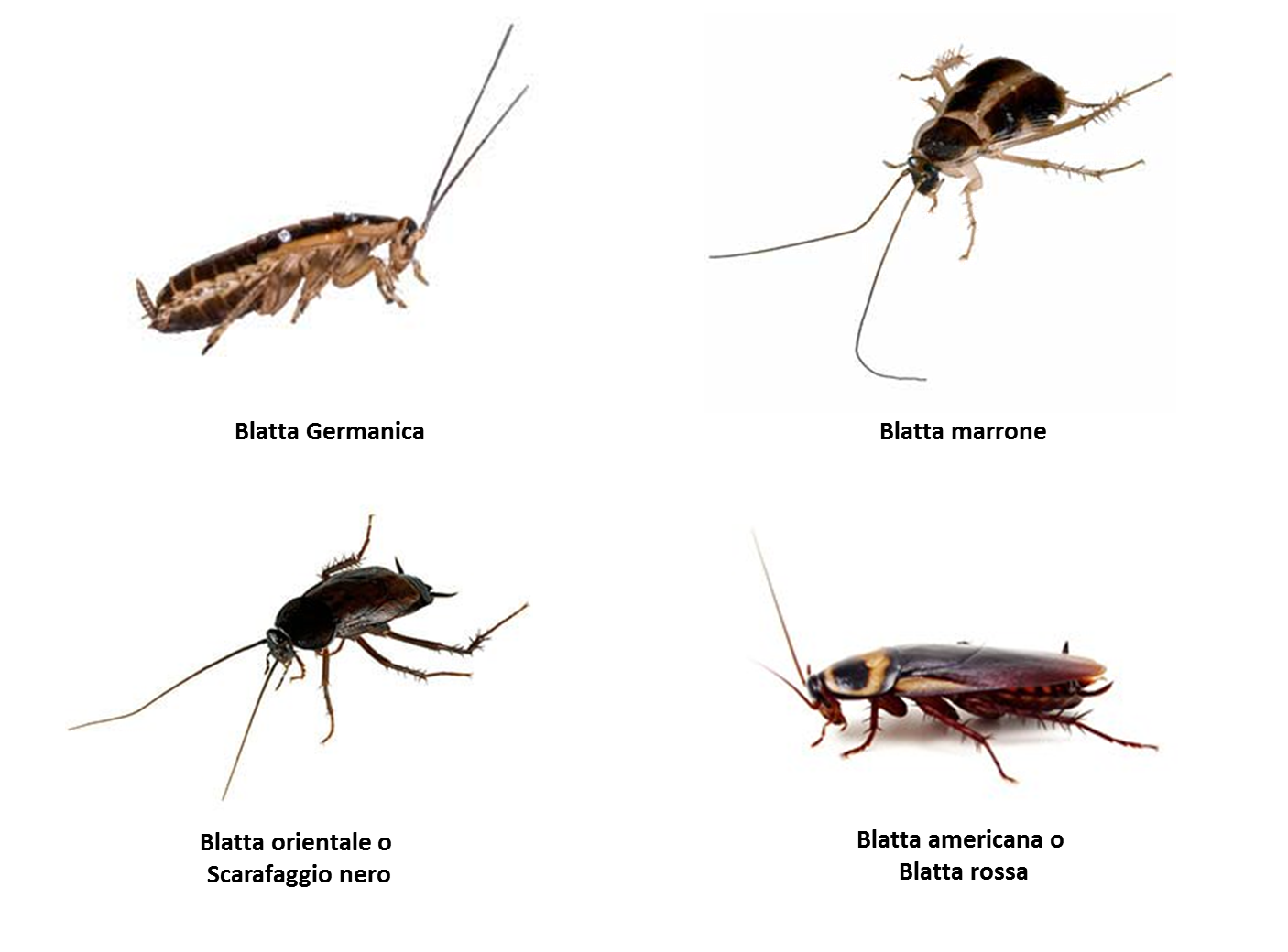 Gli scarafaggi sono pericolosi per la salute! | Tecsan
